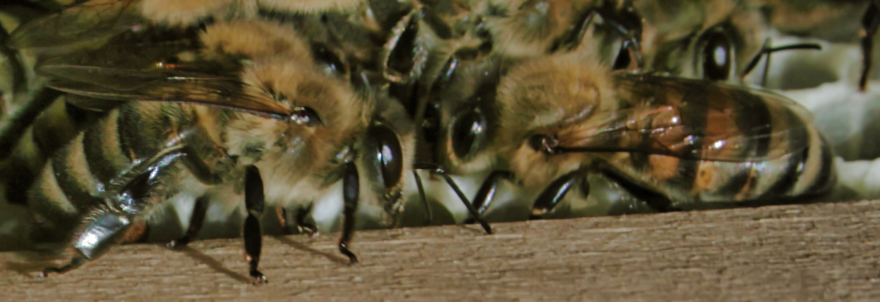 Division de colonies – L'abeille des Bautières